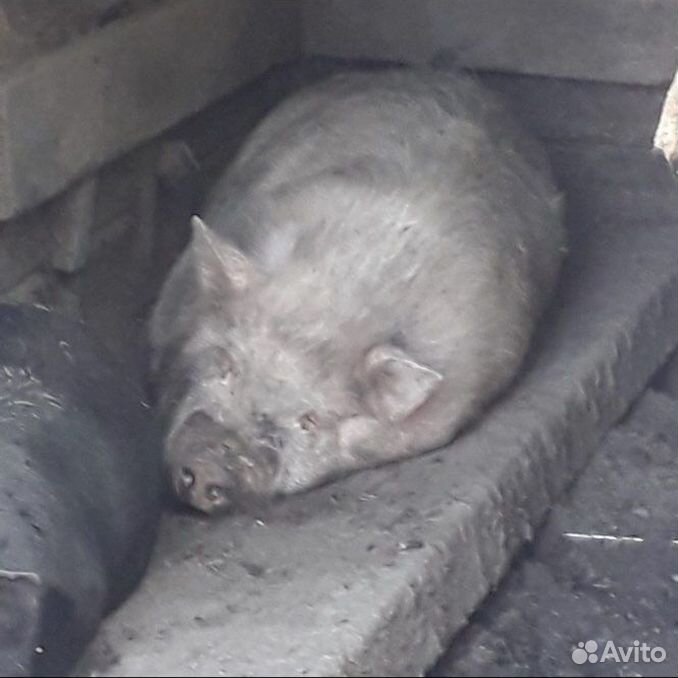 Вьетнамский вислобрюхий хряк