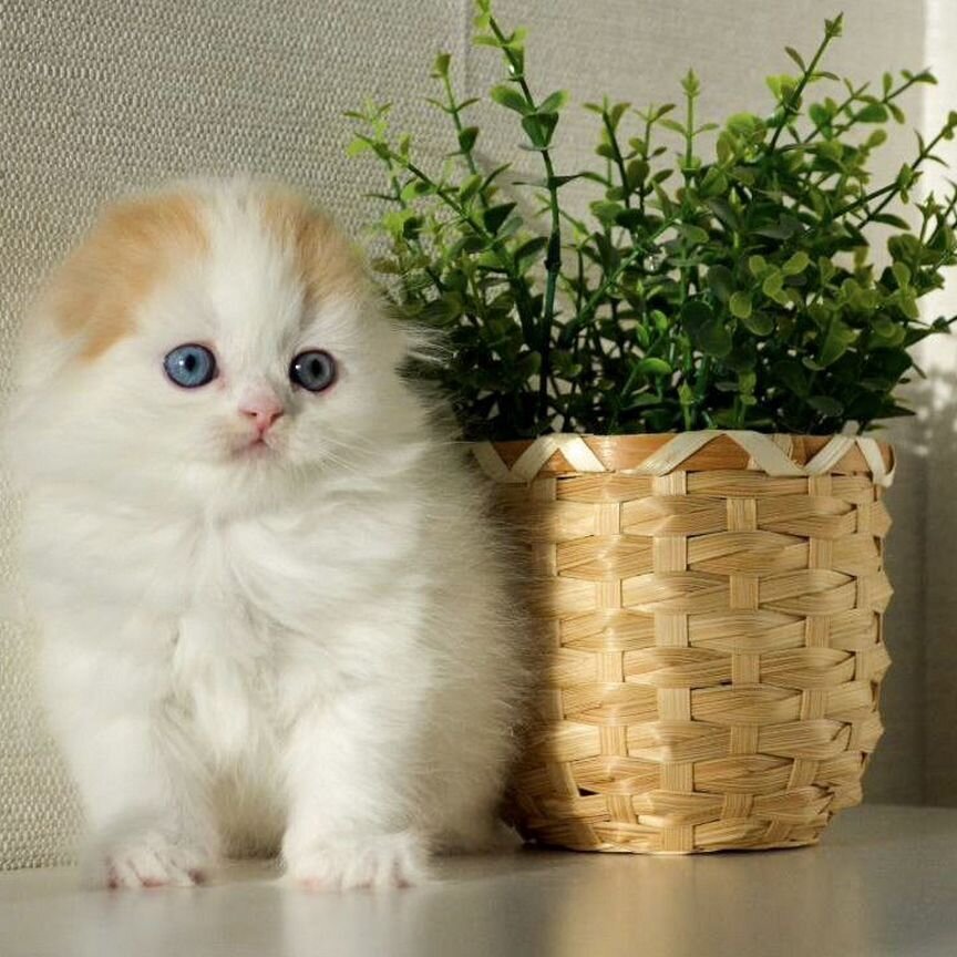 Шотландский вислоухий длинношёрстный котёнок