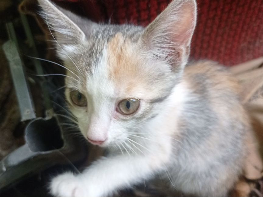 Котёнок (кошечка) трехцветная