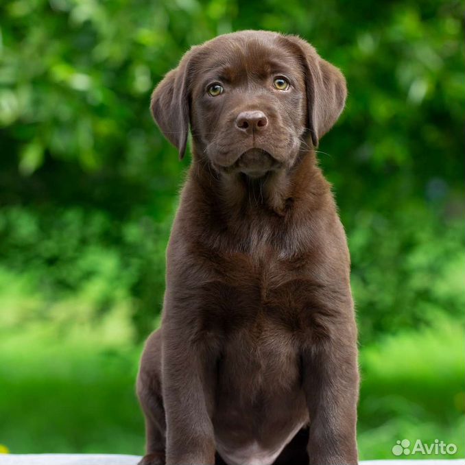 Шоколадный мальчик лабрадора ретривера