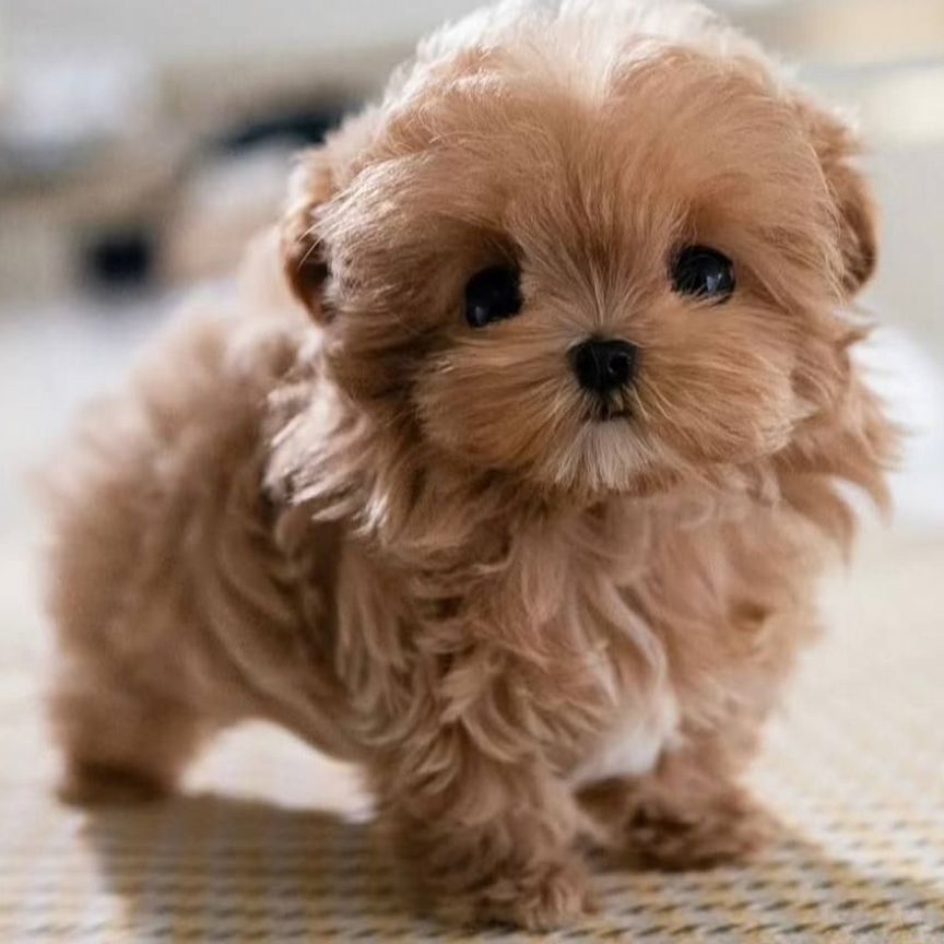 Мальтипу, щенок