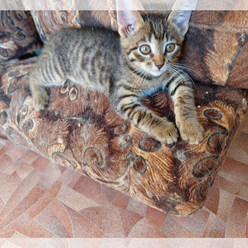 Котёнок в добрые руки
