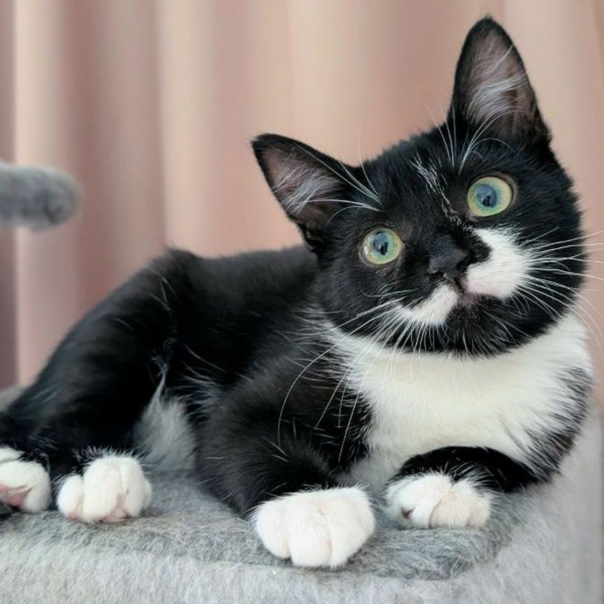 Котёнок в добрые руки