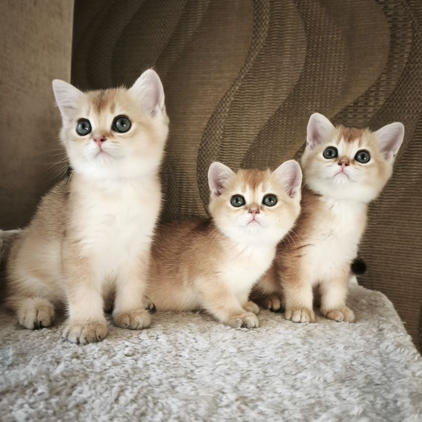 Котятки рыжие
