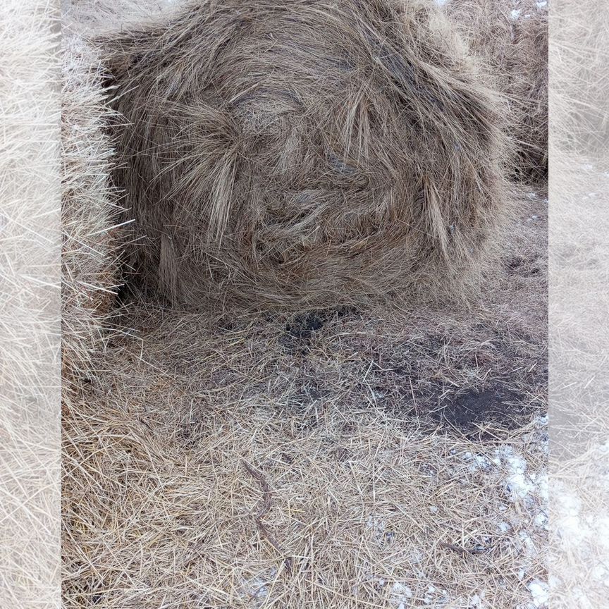 Сено солома в рулонах