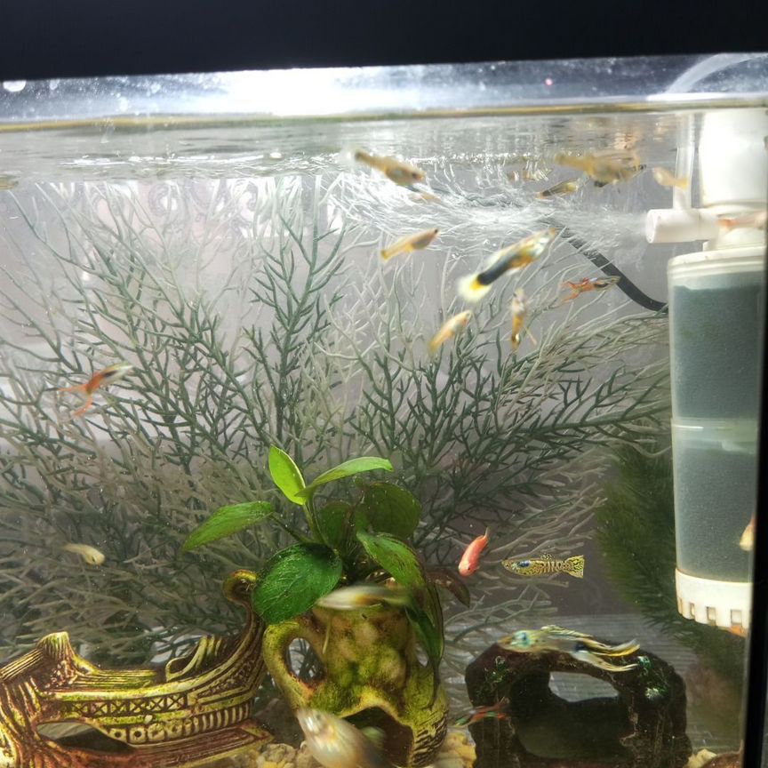 Мальки гупешек