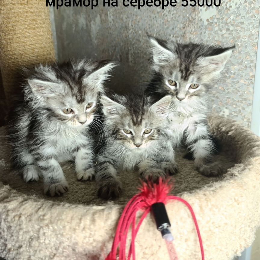 Мейн-кун котёнок