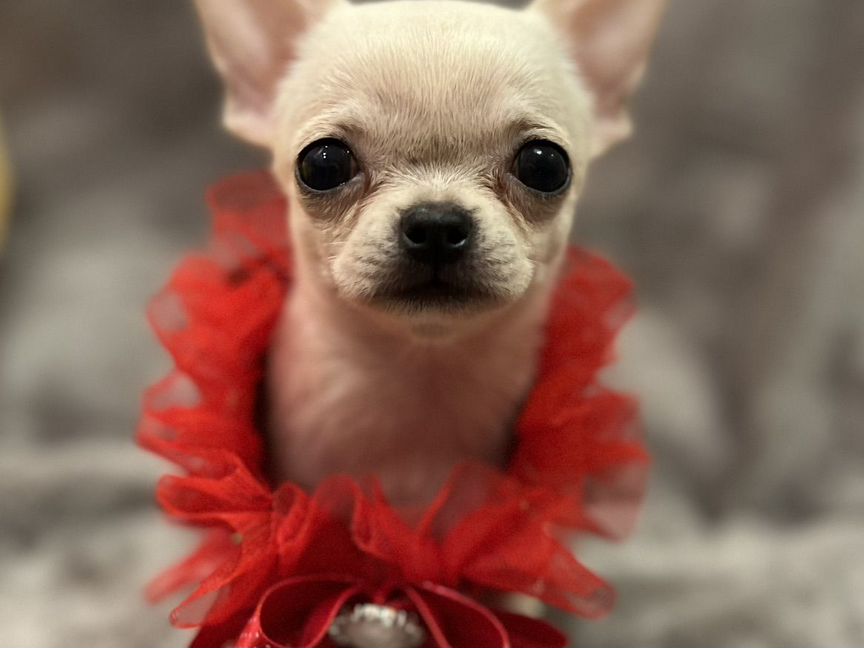 Супермини мальчик чихуахуа