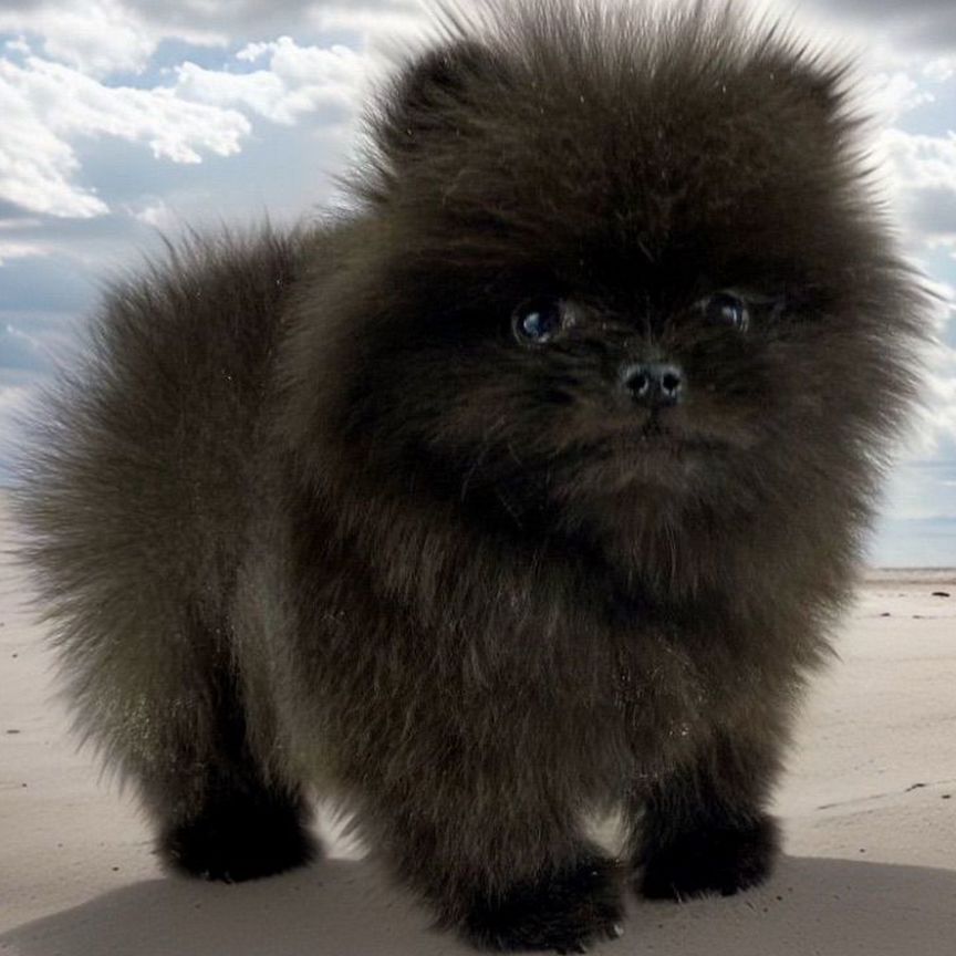 Померанский шпиц, щенок