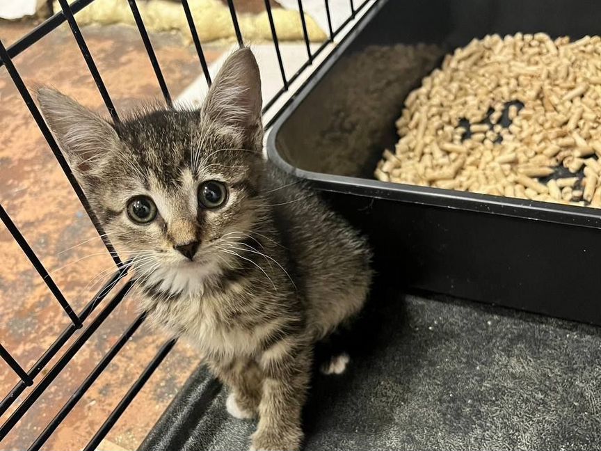 Очень ласковый котенок девочка 2 месяца