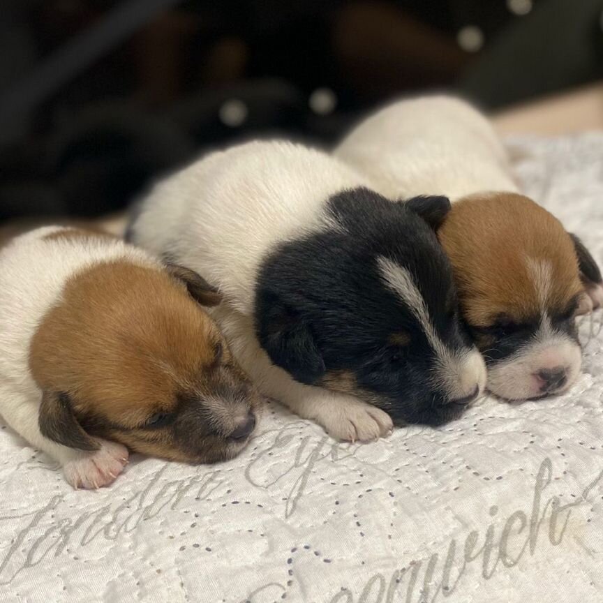 Щенки джек рассел терьер