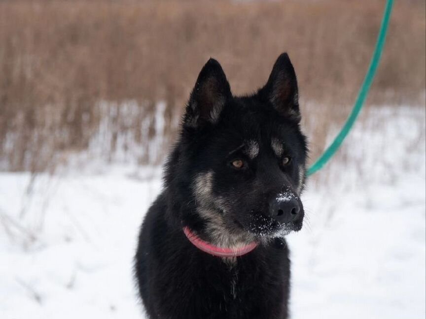 Восточноевропейская овчарка Джилл