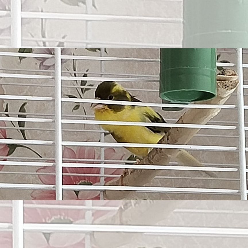 Кенар певчий