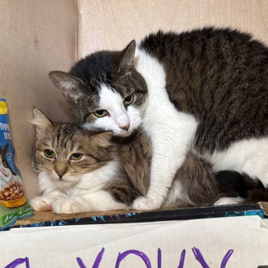 Взрослая кошка в добрые руки