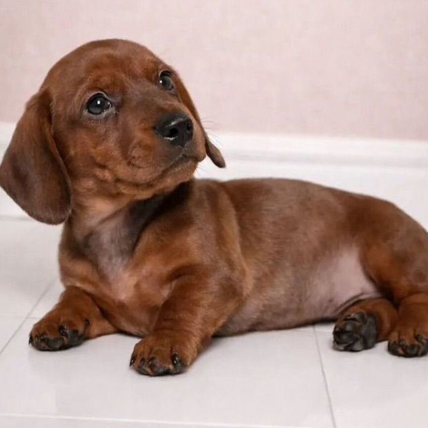 Карликовая такса, щенок