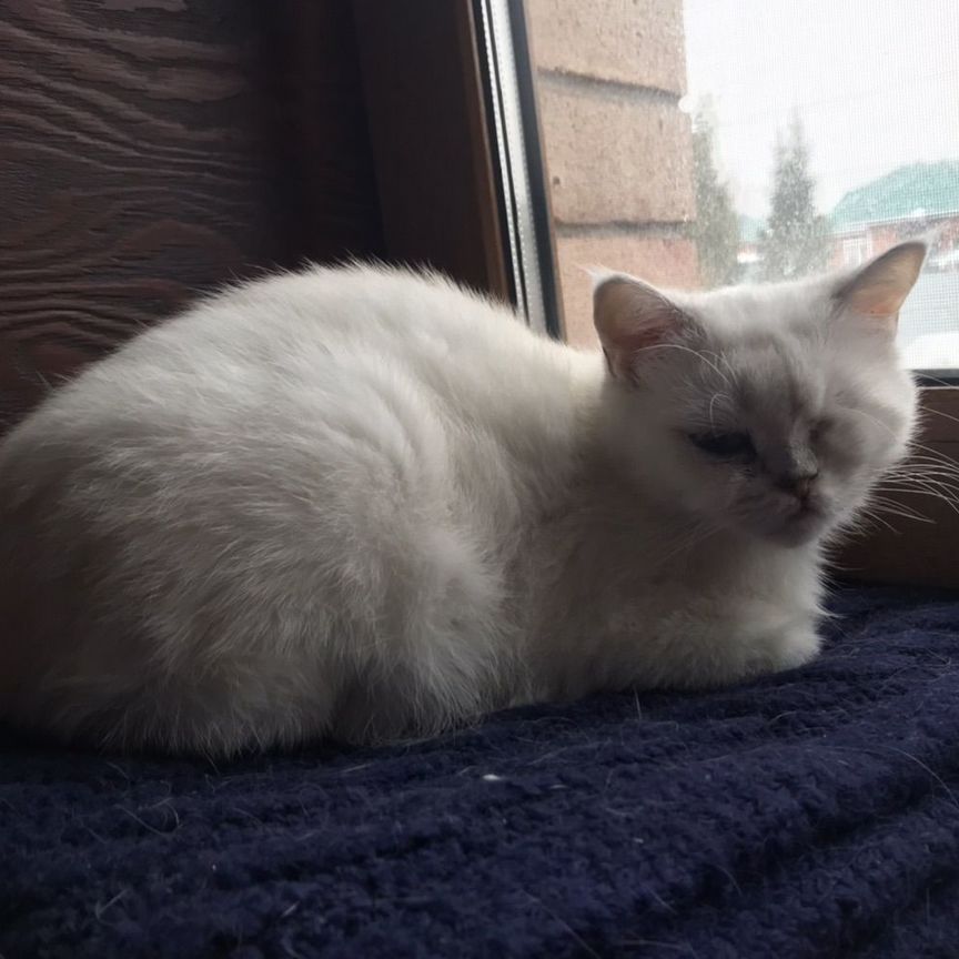 Британский короткошёрстный, взрослый кот