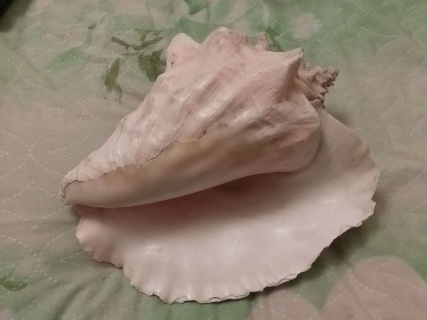 Ракушка океаническая