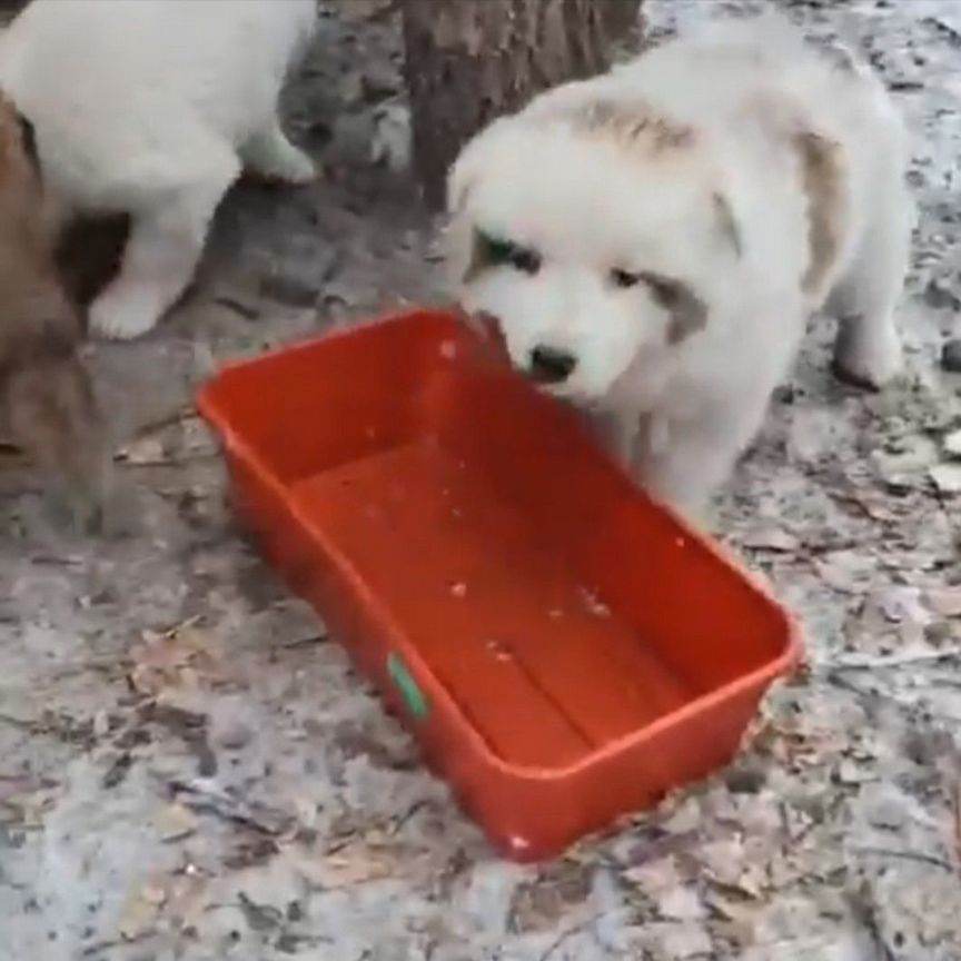 Красавцы бутузики ищут дома