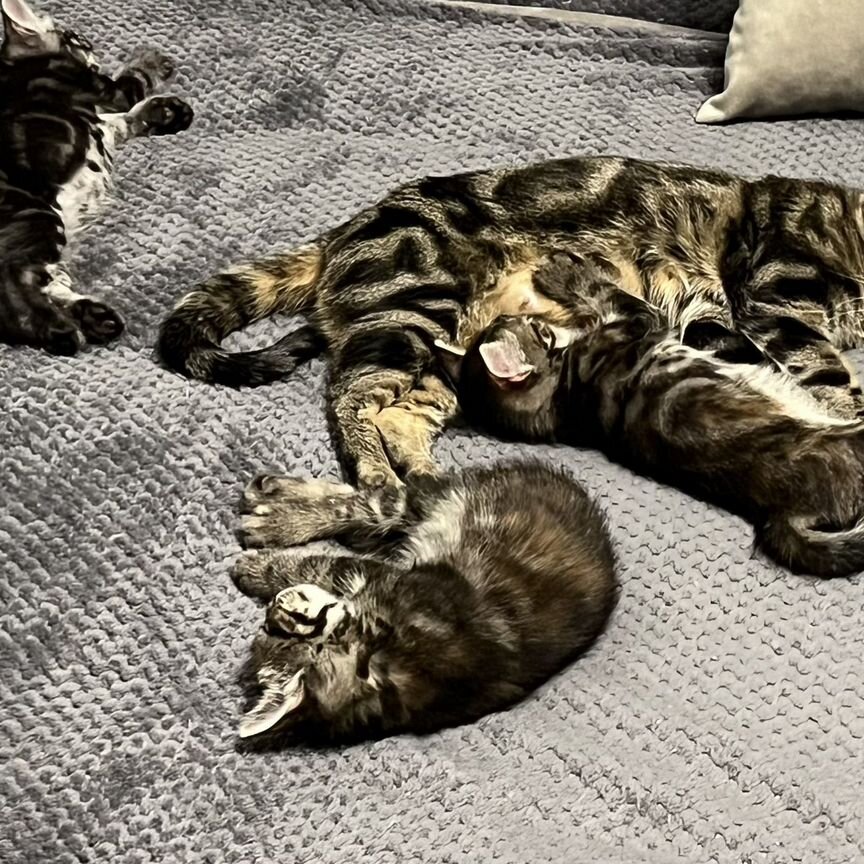 Котята в отвественные руки