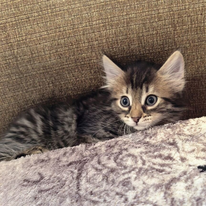 Сибирский котёнок