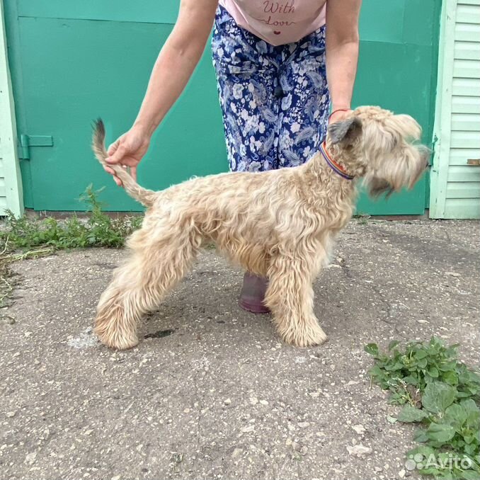 Пшеничный терьер сука