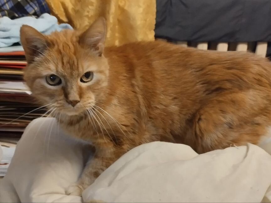Кот Маркиз