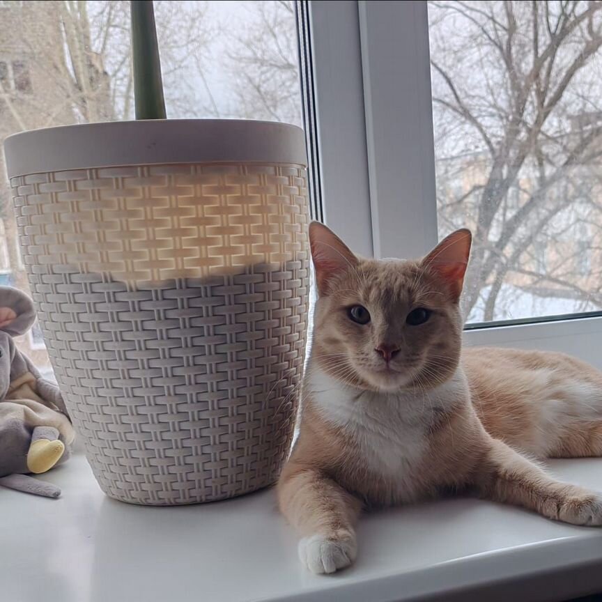 Отдам кота в добрые руки бесплатно