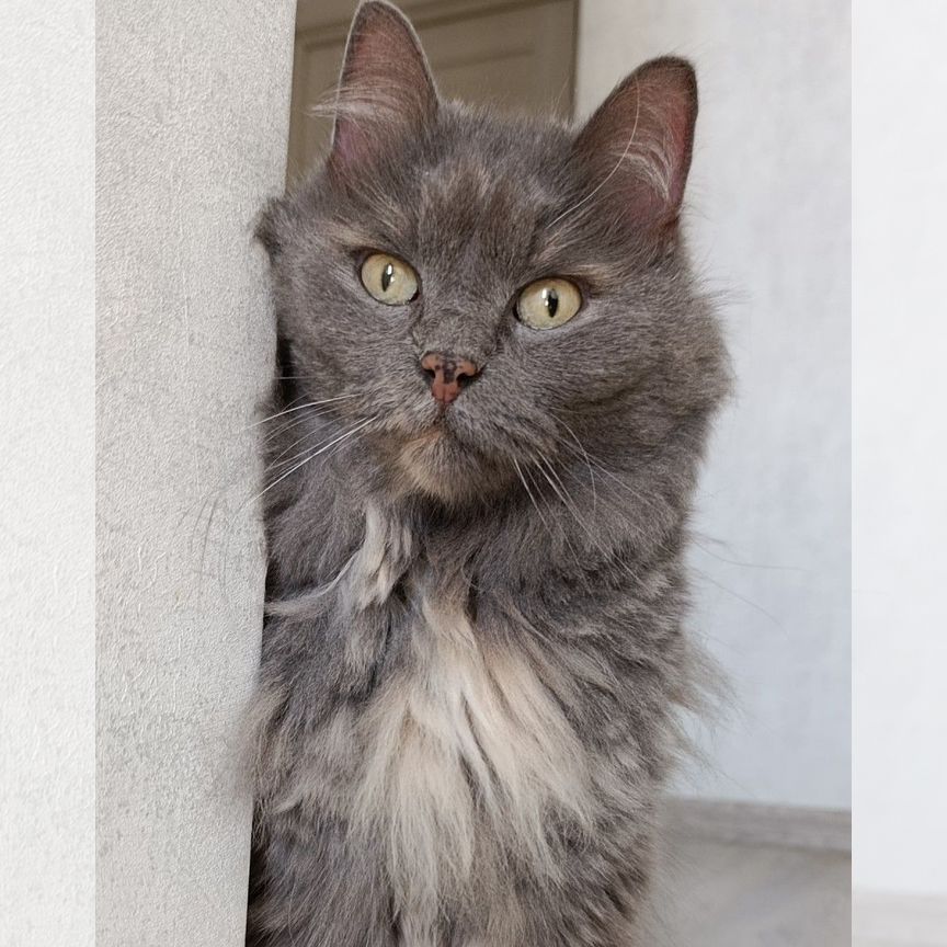 Взрослая, Девочка кошка в добрые руки