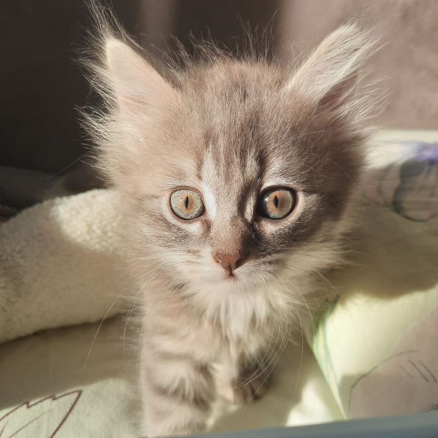 Котёнок в добрые руки