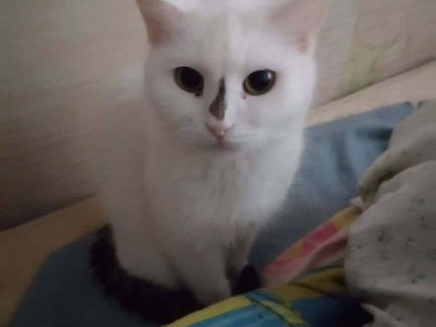 Кошка