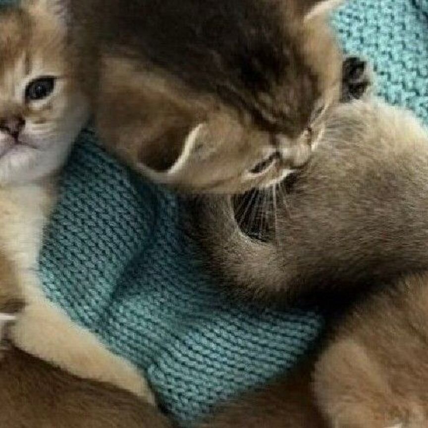 Котята