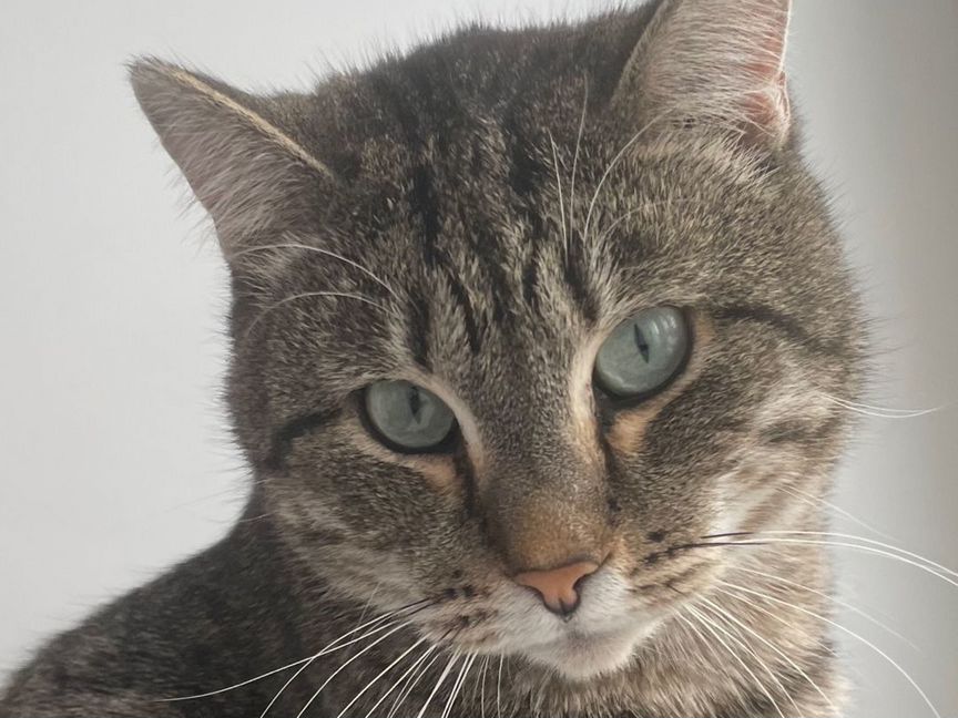 Кошки,котята, подобрыши в добрые руки