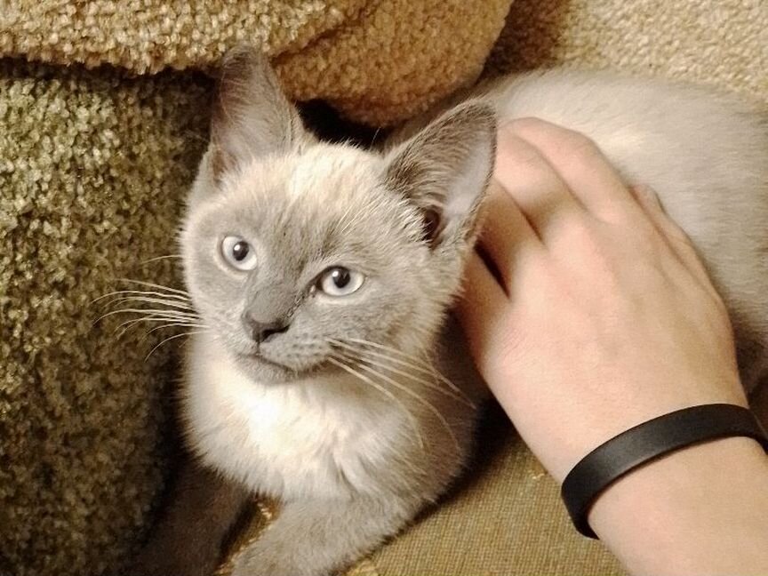 Котята тайской кошки