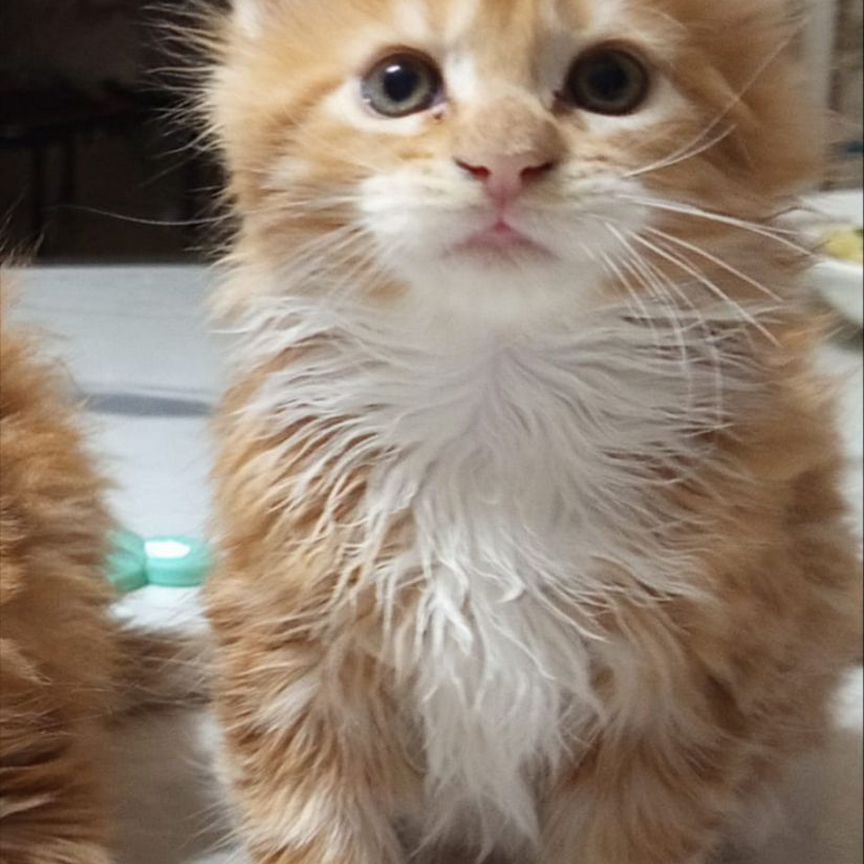 Мейн-кун котёнок