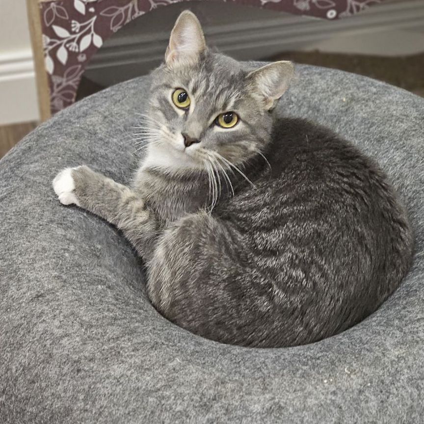 Кошкин дом