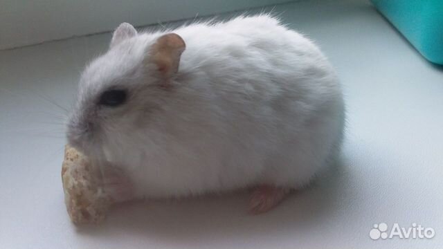 Морские свинки