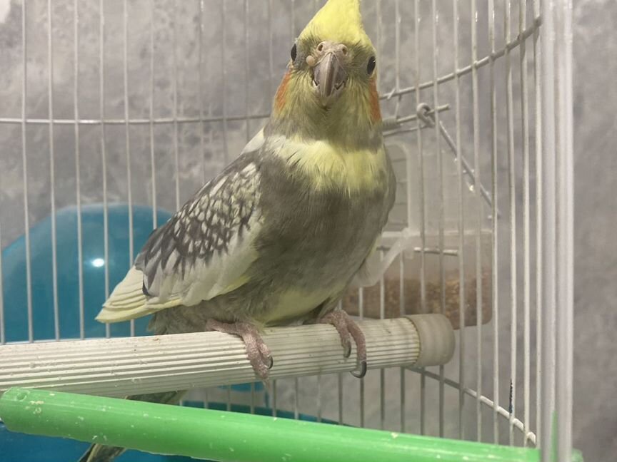 Попугай корелла девочка с клеткой