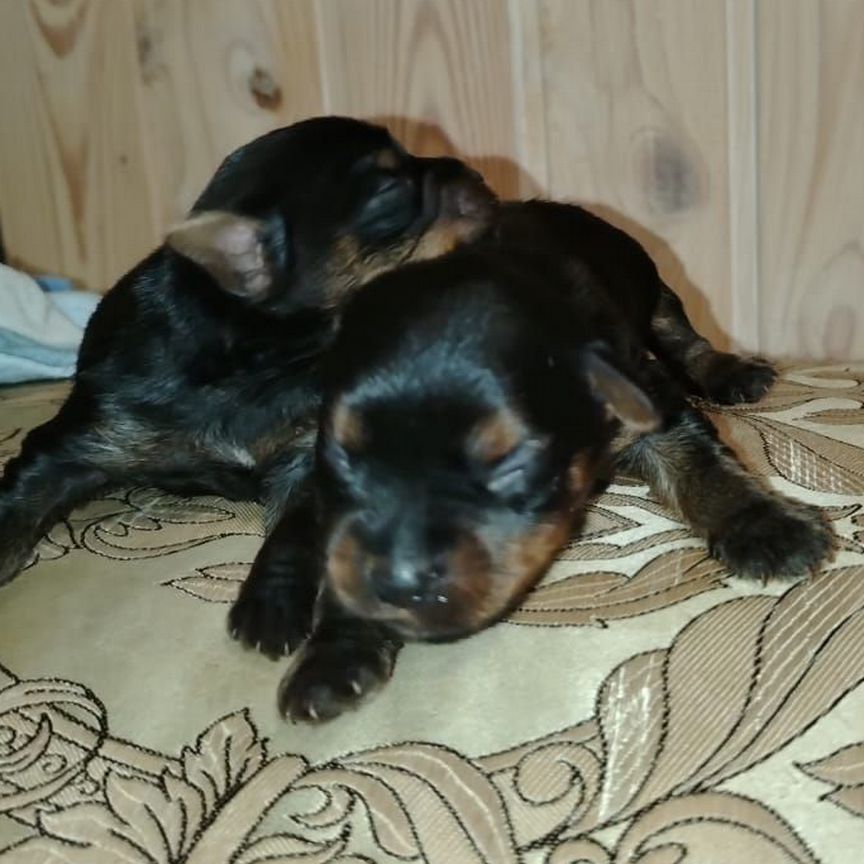 Щенок в добрые руки