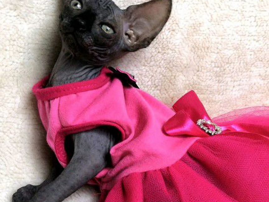 Девочка окрас черный и мальчики