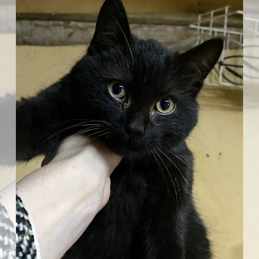 Черный котенок в добрые руки