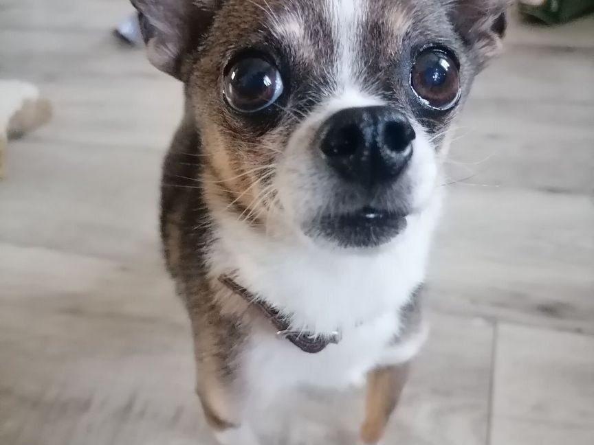 Мини той-терьер