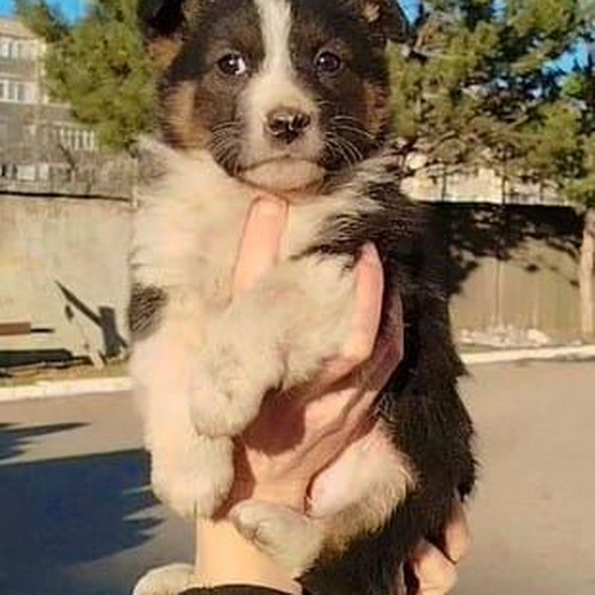 Щенки
