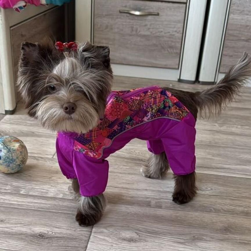 Йоркширский терьер, щенок