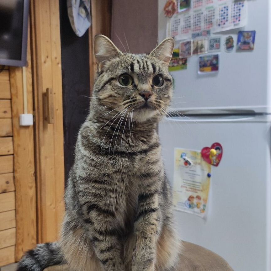 Кошка