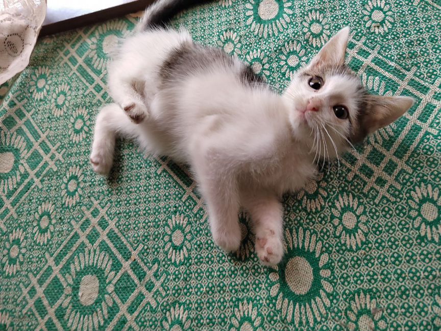 Маленький котик ищет дом