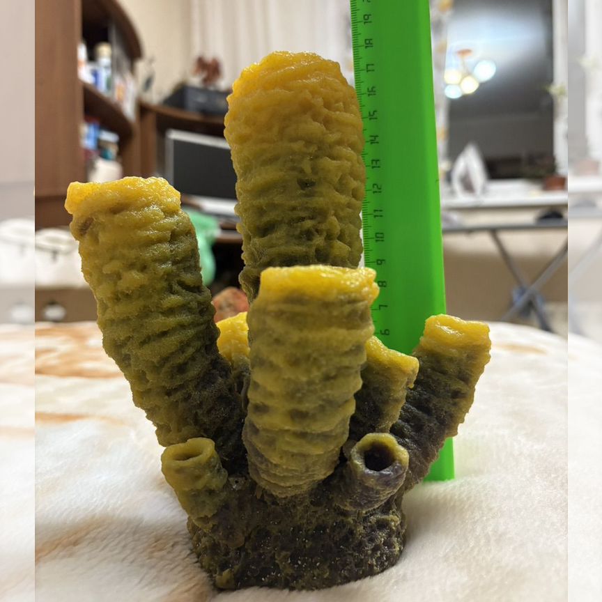 Мягкие кораллы