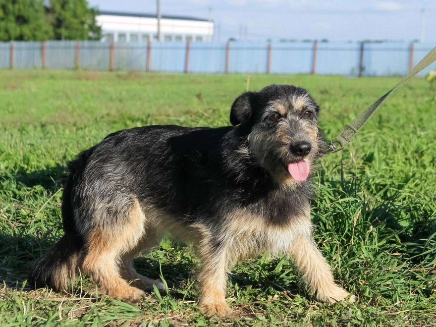 Маленькая собачка ищет дом в добрые руки