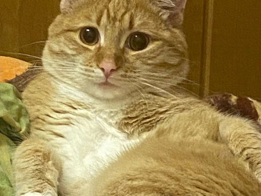 Котик ищет дорых хозяев