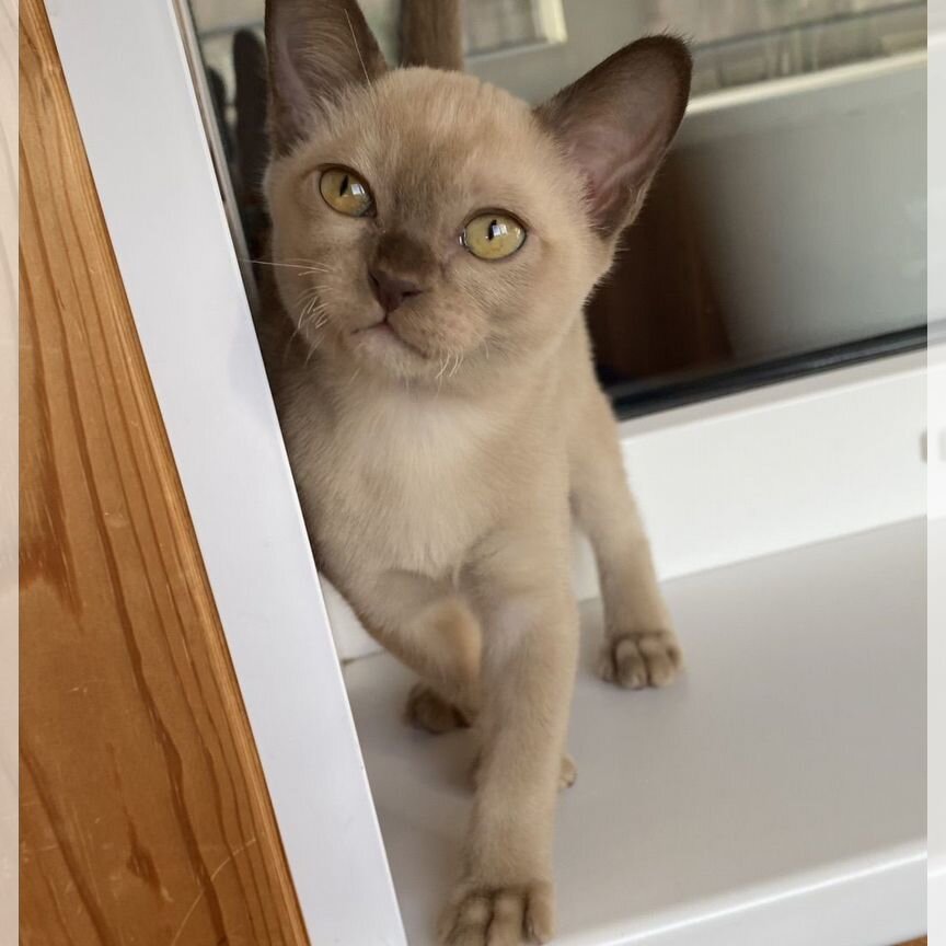 Европейский бурманский котёнок