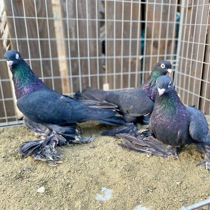 Голуби (алмаатинцы)